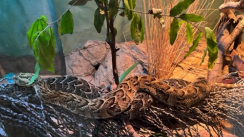 Explore Johannesburg Zoo - The Ultimate Wildlife Adventure!