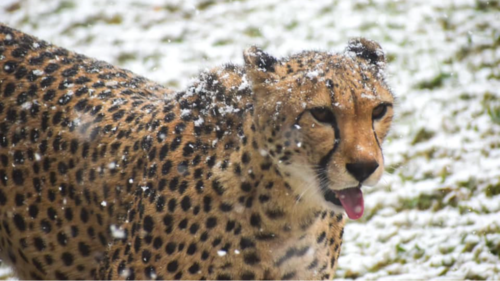 Explore Johannesburg Zoo - The Ultimate Wildlife Adventure!