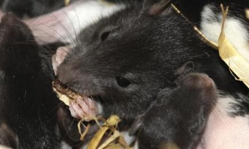 Resident Reveals Why Rats Plague Alexandra: "They're Fearless"