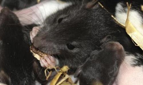 Resident Reveals Why Rats Plague Alexandra: "They're Fearless"
