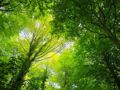 Tree Planting in Johannesburg Brings New Life to Kanana Park