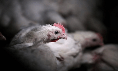 Tongaat Hulett’s Rescue Plan Signals Recovery for SA Sugar Giant