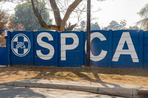 South Africa Faces Debate Over Dog Hunting and Greyhound Racing
