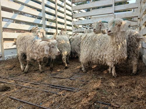 Stolen goats in KZNl: Four suspects arrested after bribery twist