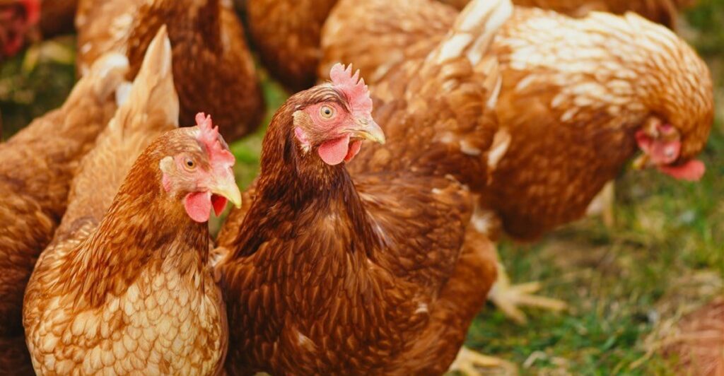Daybreak Foods’ Collapse: How a Top Poultry Producer Ended in Business ...